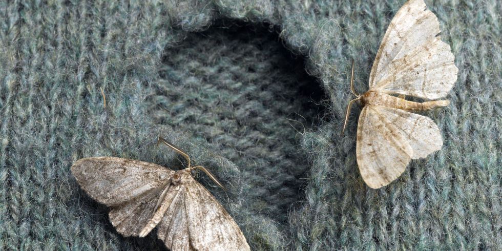 4 Ways to Get Rid of Moths - Wrapped in Rust